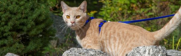 Cat Harness| Dozens of Colors and Designs | Lupine Pet